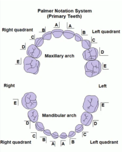 Demystifying Dental Anatomy: A Guide to How Dentists Number Teeth - SPS ...